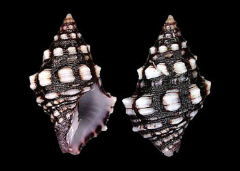 蛾螺总科 Buccinacea 蓝色动物学（中国动物学科普）